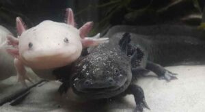 Are Axolotls Dangerous to Humans? - Voyo Pets