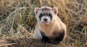 How to Take Care of a Newborn Baby Ferret (Beginners Guide) - Voyo Pets