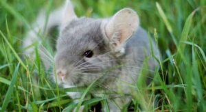 Chinchilla Broken Leg (Causes, Treatment, and Prevention) – Voyo Pets