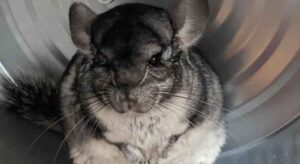 Chinchilla Body Language Explained (Beginners Guide) - Voyo Pets