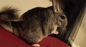How Big Do Chinchillas Get? (Size and Growth Chart) - Voyo Pets