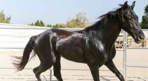 Camel vs Horse (Differences and Similarities) - Voyo Pets