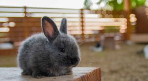 7 Ways Rabbits Defend Themselves Against Predators - Voyo Pets
