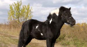 Shetland Pony (Info, Care Guide, Behavior & More) - Voyo Pets