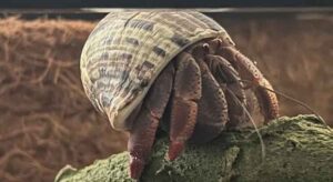 Dwarf Blue Leg Hermit Crabs (Info, Care Guide, Behavior & More) - Voyo Pets