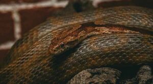 How to Tame Snakes (Beginners Guide) – Voyo Pets